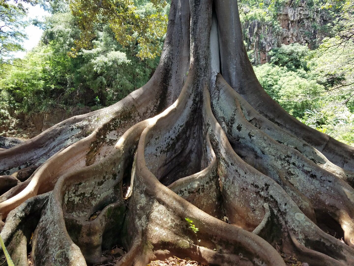 Kauai, Hawaii - Sea Pursuit